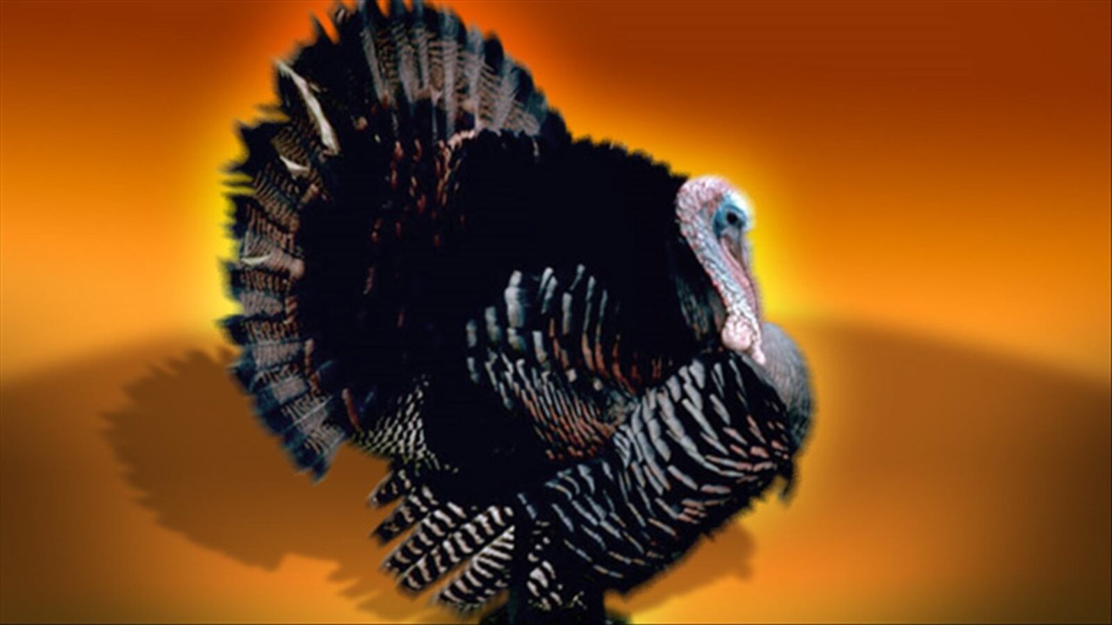 Avian Influenza Confirmed In Virginia Turkey Operation